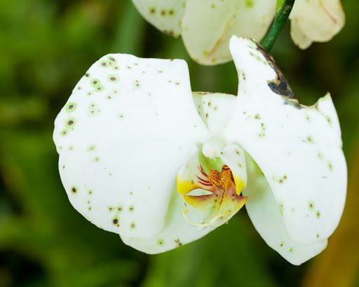 5 Common Orchid Problems: What Causes Them and How to Protect Your Pla ...