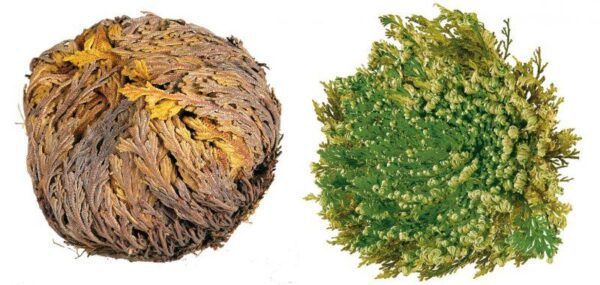 The Ultimate Guide to Rose of Jericho - Houseplant Resource Center