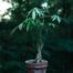The Ultimate Guide to Money Tree Care - Houseplant Resource Center