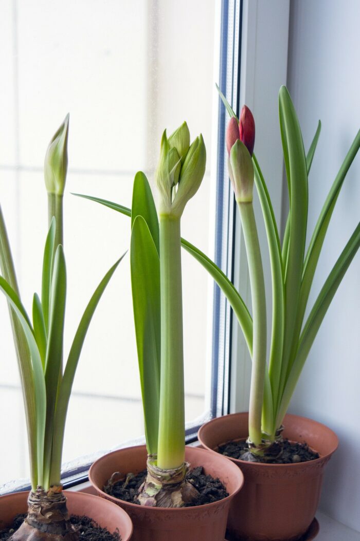 7 Signs You’re Over-Fertilizing Your Houseplant & How to Fix It