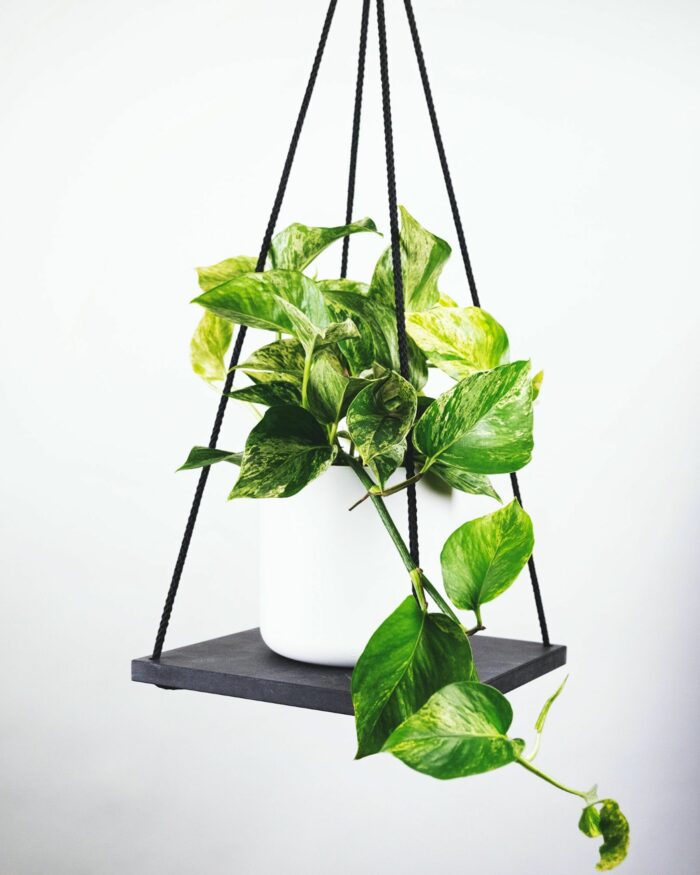 The Complete Golden Pothos Care Guide - Houseplant Resource Center