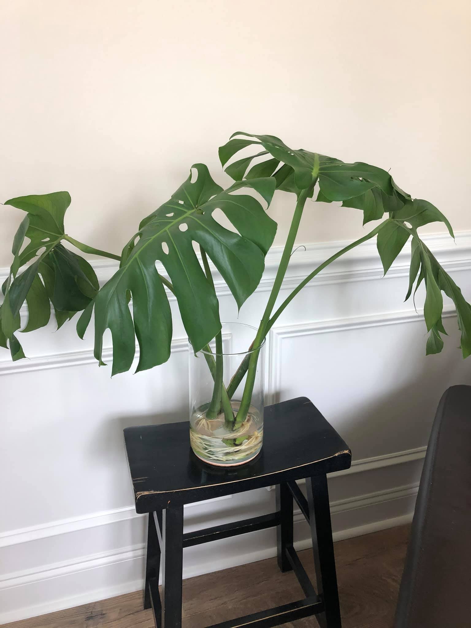 Monstera Propagation in 5 Minutes - Houseplant Resource Center