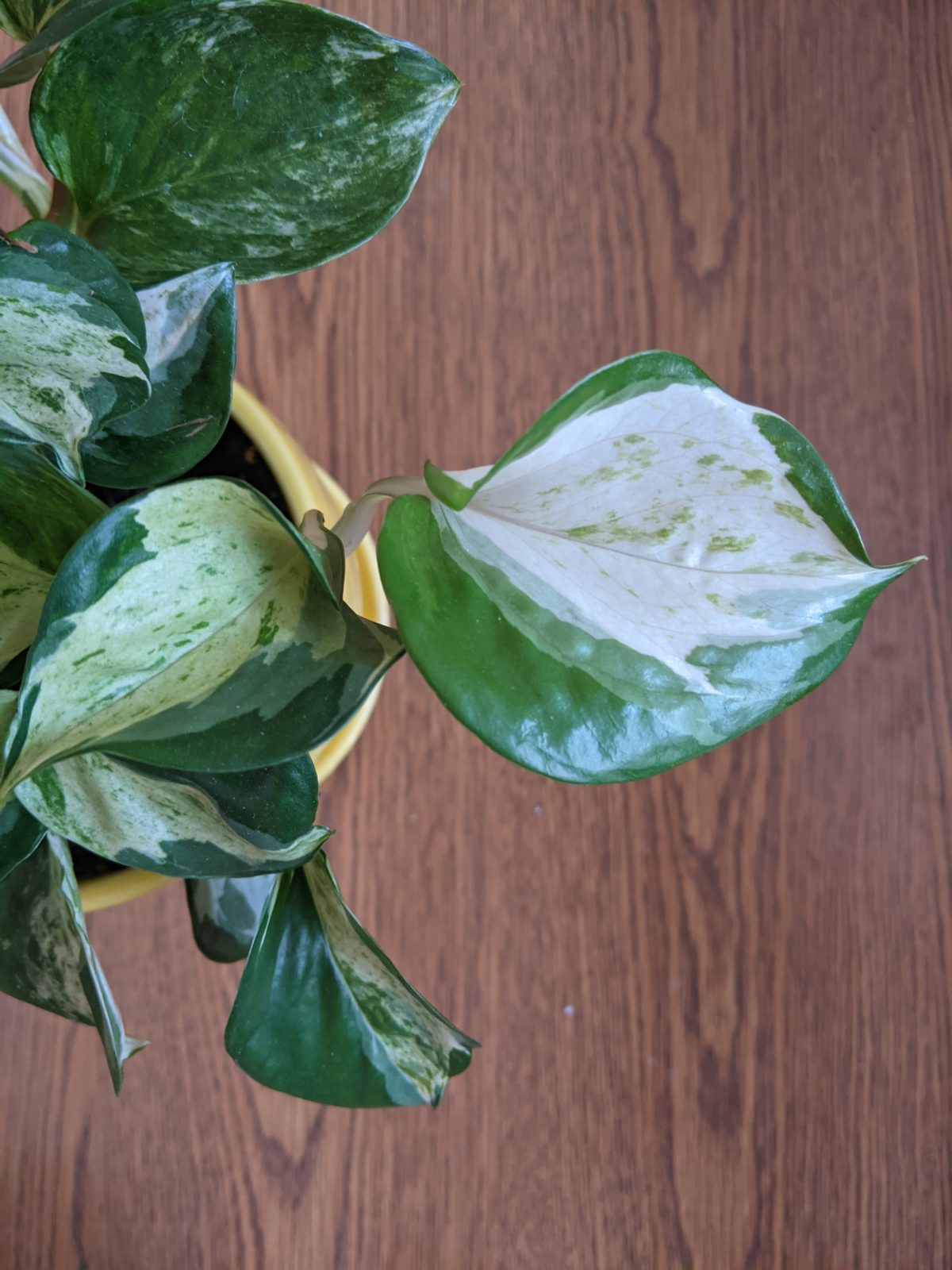 The Ultimate Guide to Pothos Varieties - Houseplant Resource Center