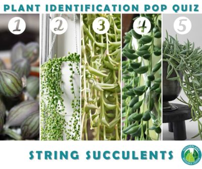 String Succulent Identification - Houseplant Resource Center