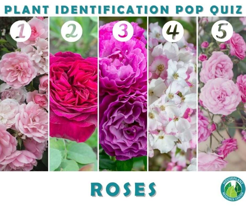 Rose Identification Quiz - Houseplant Resource Center