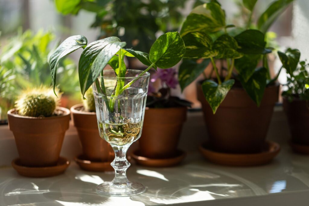 How Often Should You Fertilize a Pothos Plant?