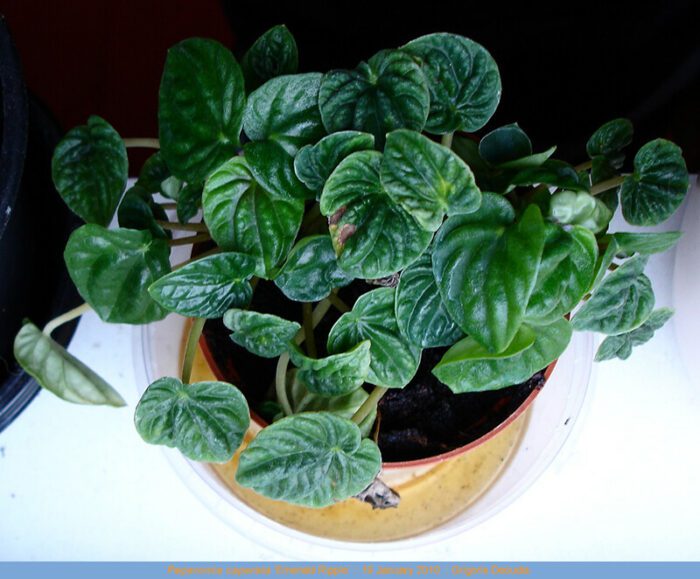 The Ultimate Guide to Peperomia Varieties | Houseplant Resource Center