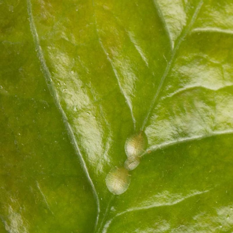 Houseplant Insect Control: How to Deal With Common Pests