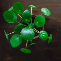 Pilea Plant Care Guide for Beginners - Houseplant Resource Center