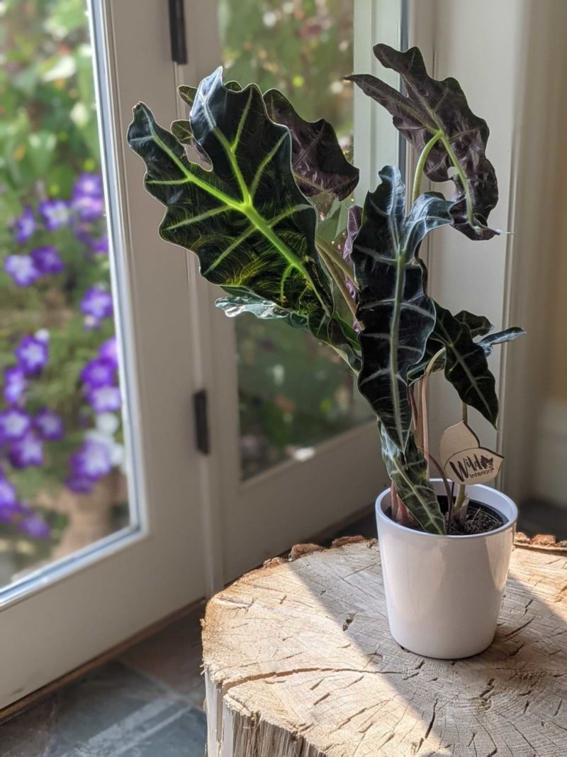 BloomsyBox Review: A Houseplant Subscription to Build Your Indoor Oasis
