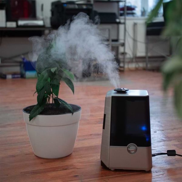 When and How to Mist Plants to Improve Humidity