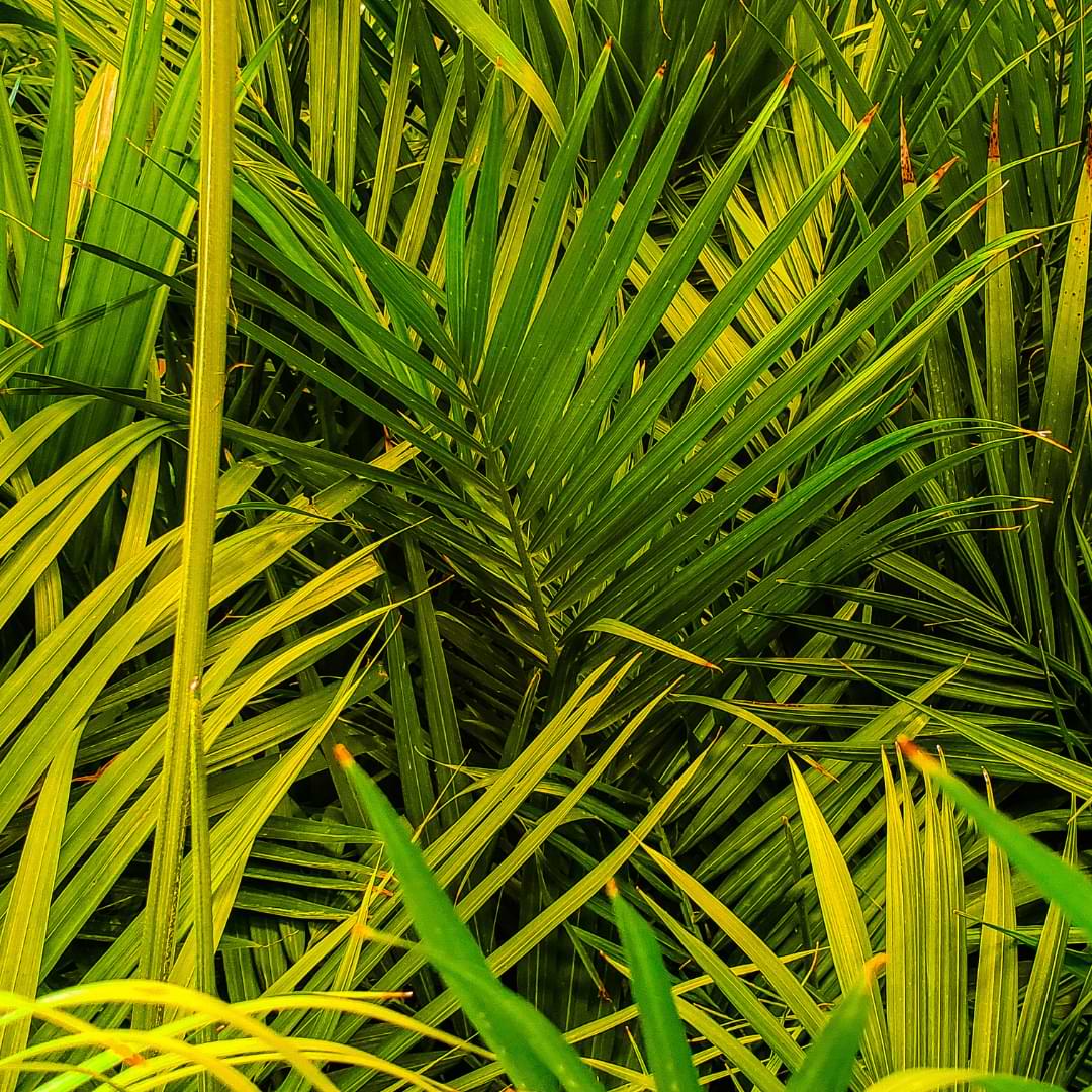 My Palm Tree Is Turning Yellow Answering101