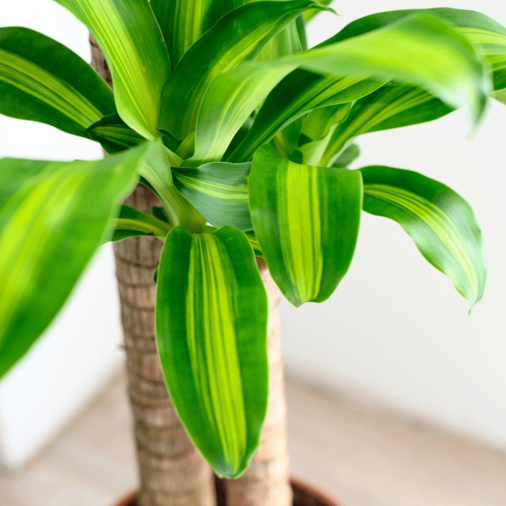 Types Of Dracaena Plants | Indoor & Outdoor Varieties