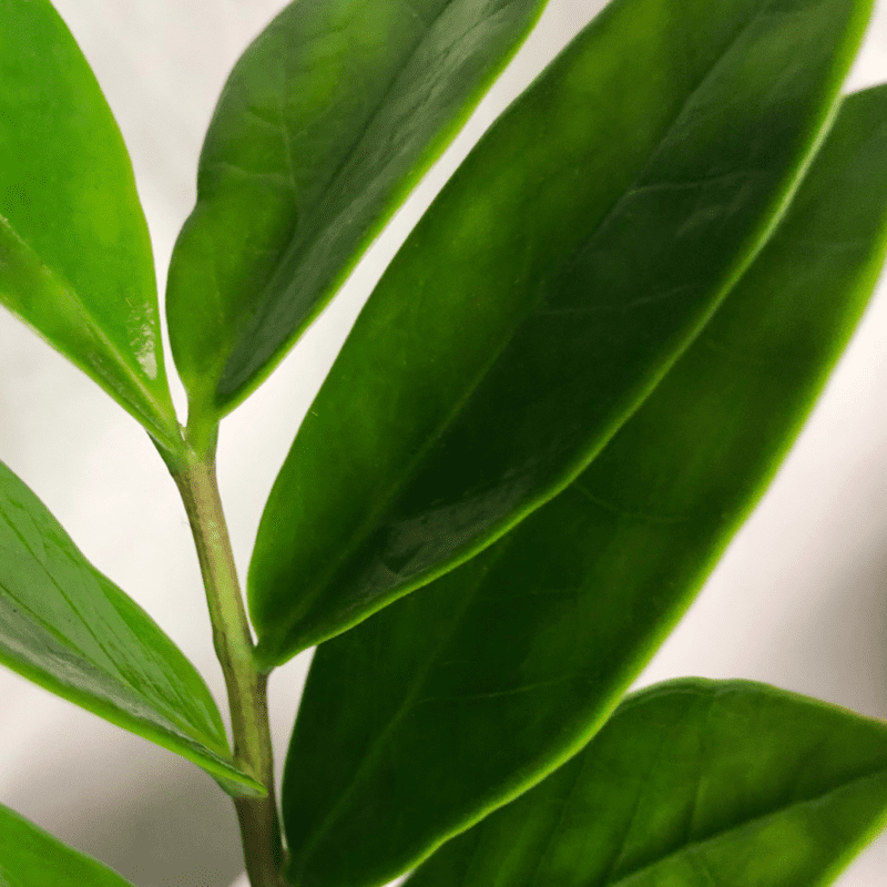 How to Propagate ZZ Plants - Houseplant Resource Center