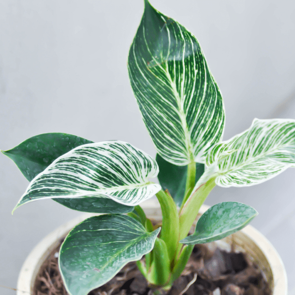 The Ultimate Guide to Philodendron Plants