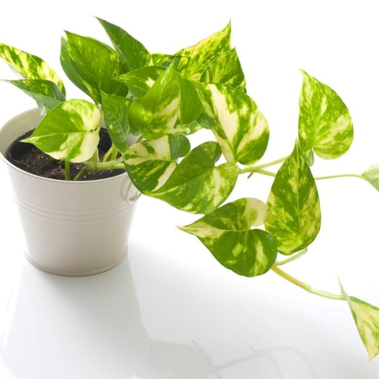 The Ultimate Guide to Pothos Plants: Everything You Need to Know
