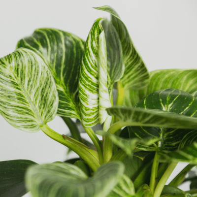 Birkin Plant Care Guide - Houseplant Resource Center