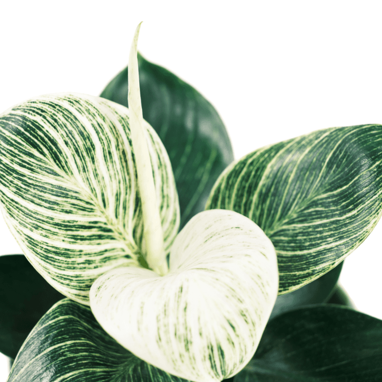Birkin Plant Care Guide - Houseplant Resource Center