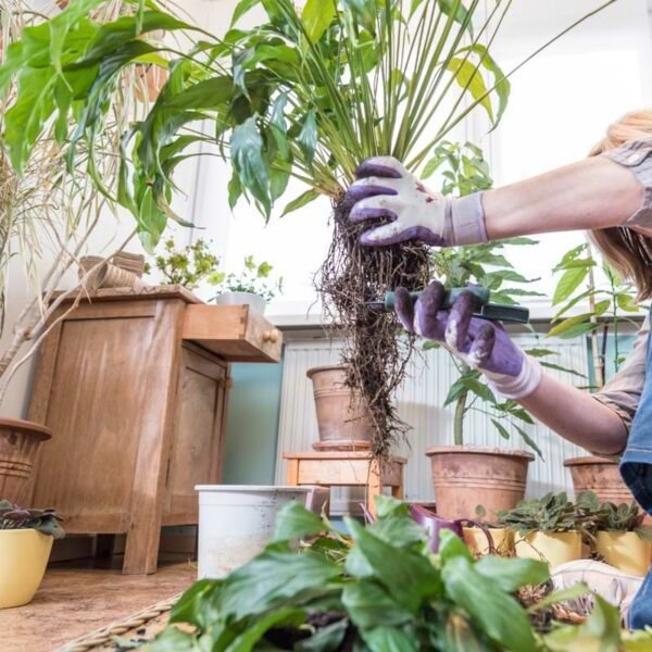 How to Repot A Peace Lily Without Causing Transplant Shock